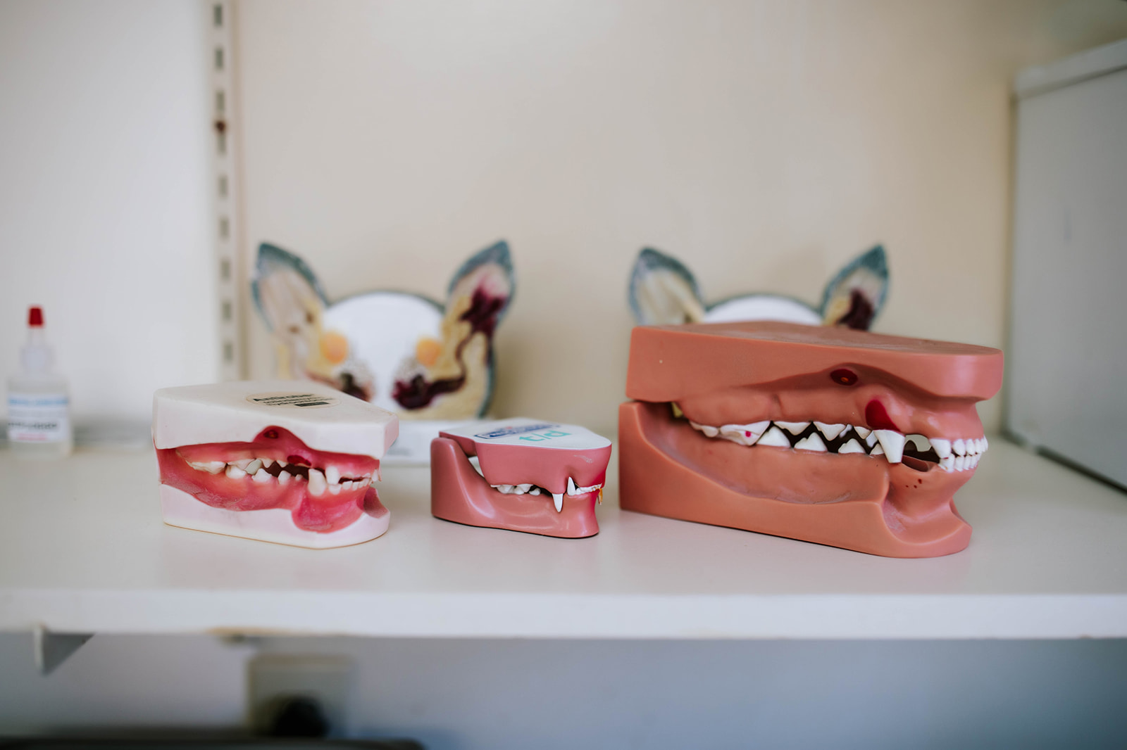 Pet Dental Health: Tips For A Bright Smile | Mills River Animal Clinic
