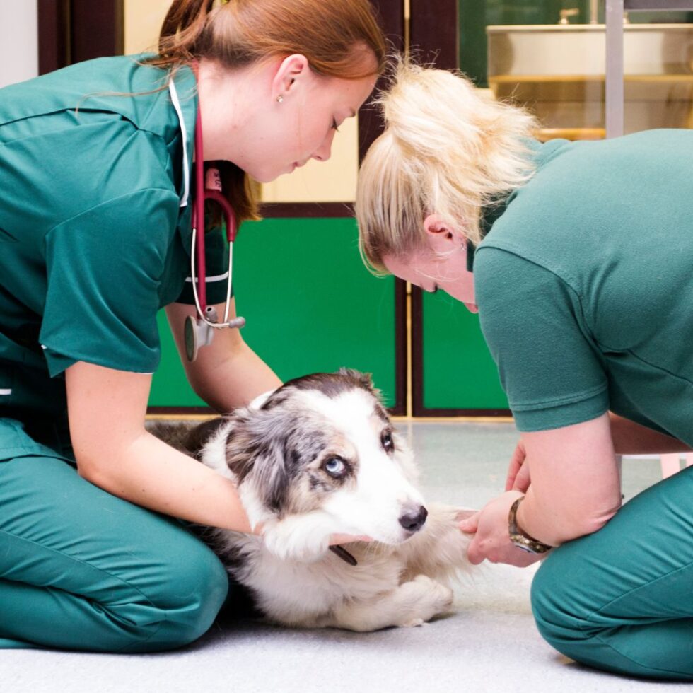 Pet Urgent Care In Asheville, NC | Mills River Animal Clinic